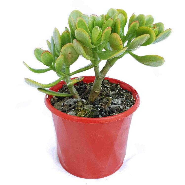 Crassula Hummels Sunset Dwarf Form Succulents World
