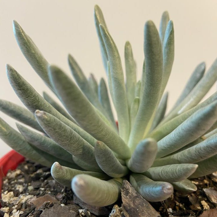 Senecio Scaposus – Succulents World