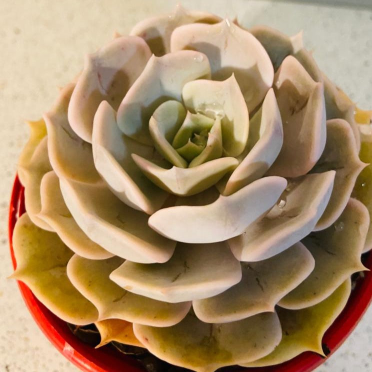 Echeveria Pollux – Succulents World