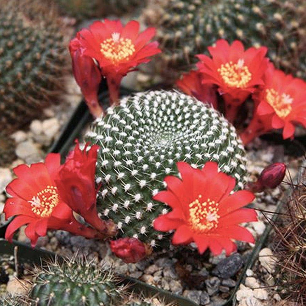 Cacti – Succulents World