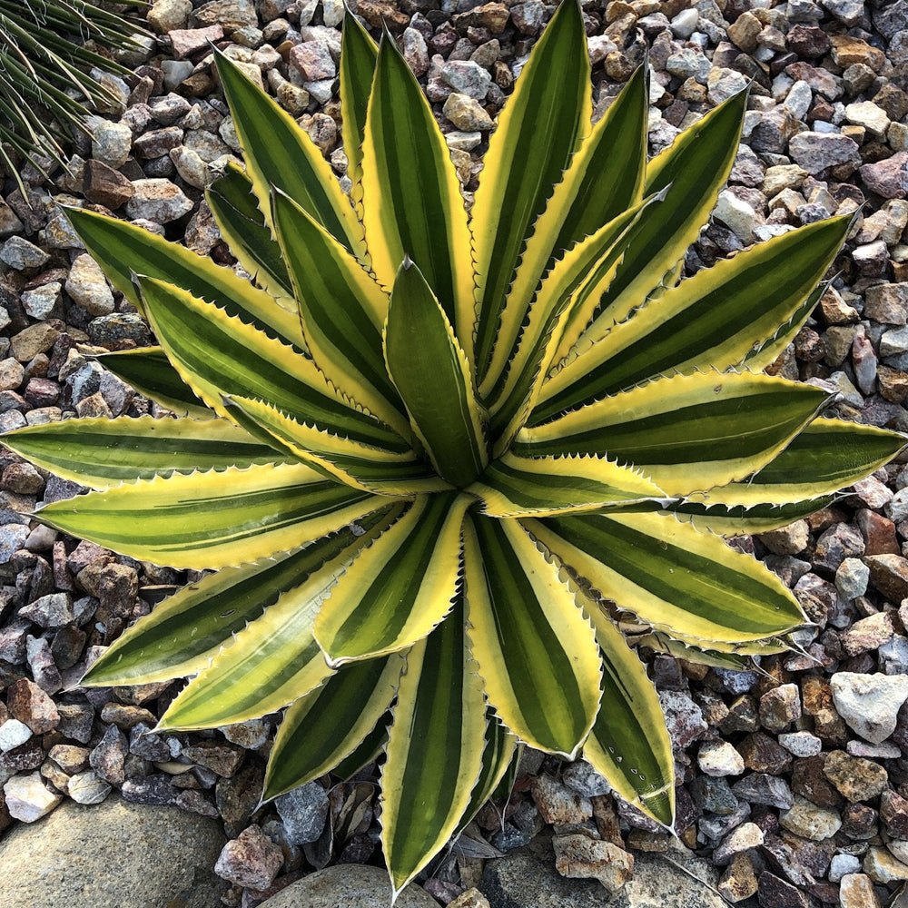 Agave – Succulents World