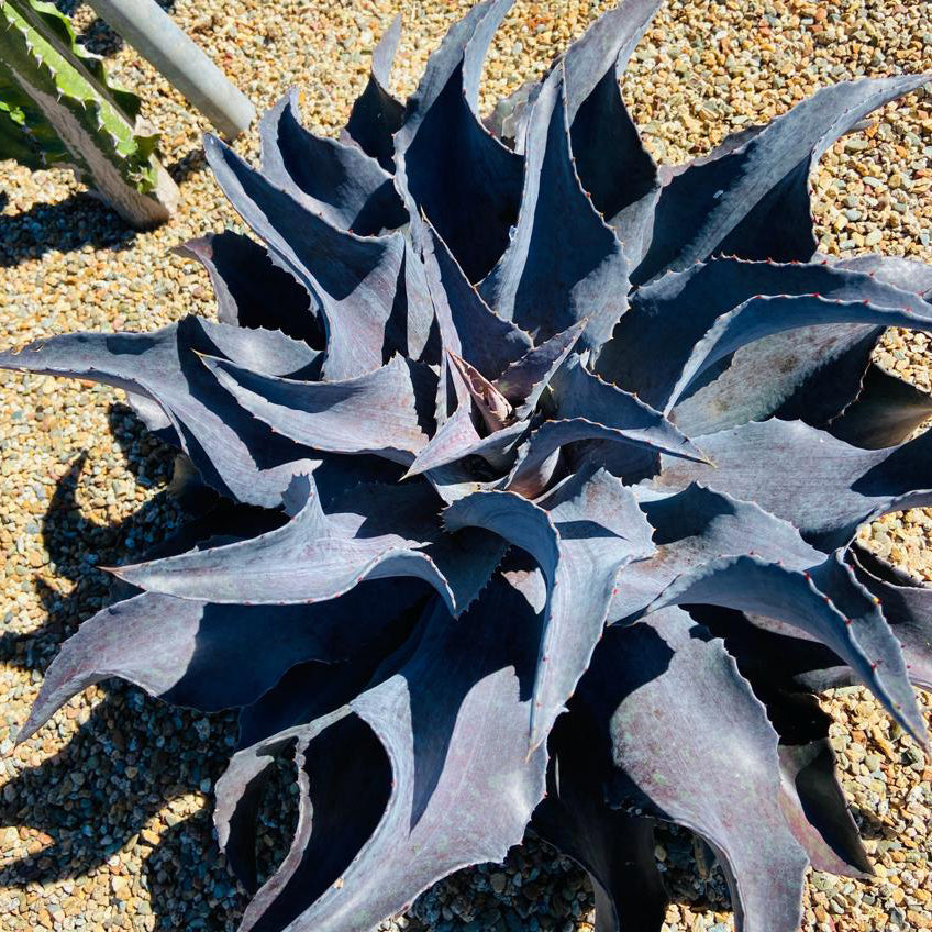 Mangave – tagged "Mangave Red Wing" – Succulents World