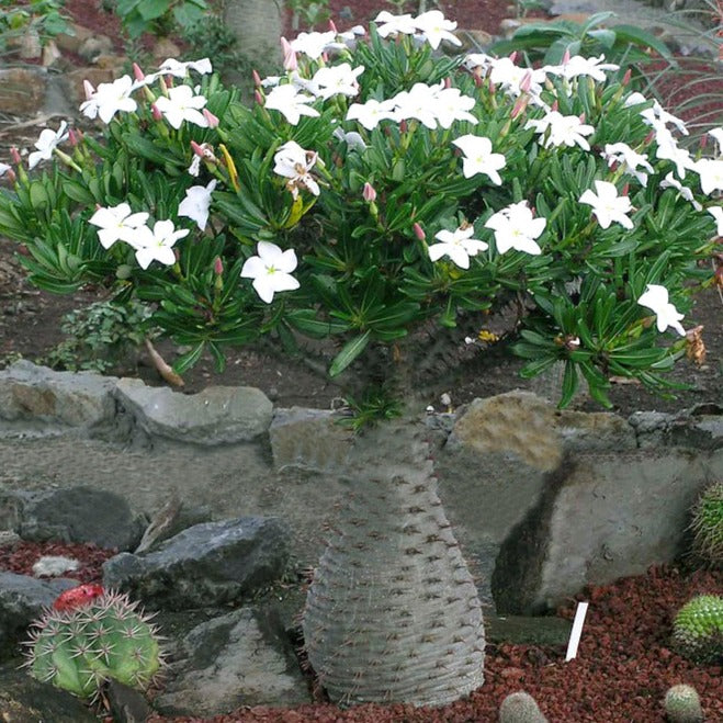 Pachypodium – Succulents World