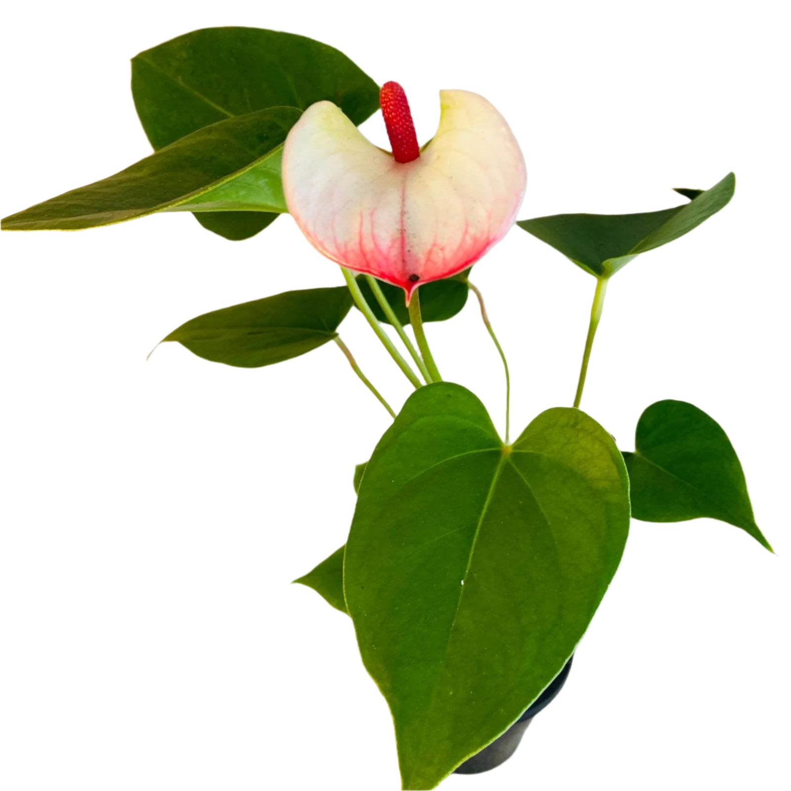 Anthurium Princess Amalia Elegance 100mm pot size plant- with pot ...