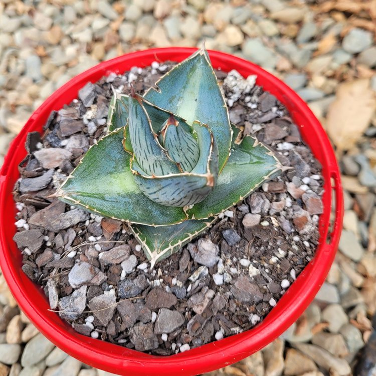 Agave Pumila (Miniature Agave) – Succulents World