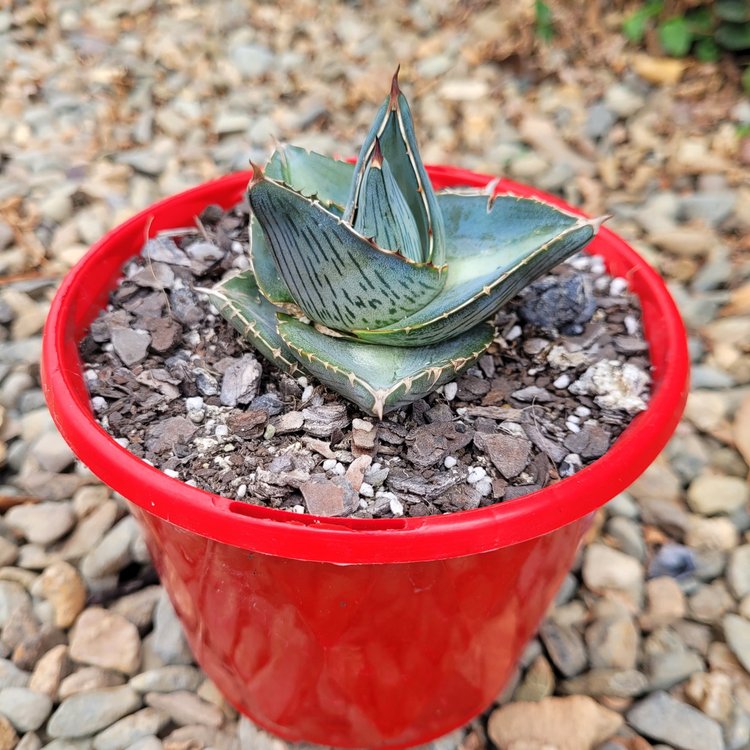 Agave Pumila (Miniature Agave) – Succulents World