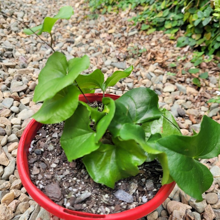 Dioscorea Elephantipes- Elephants Foot – Succulents World