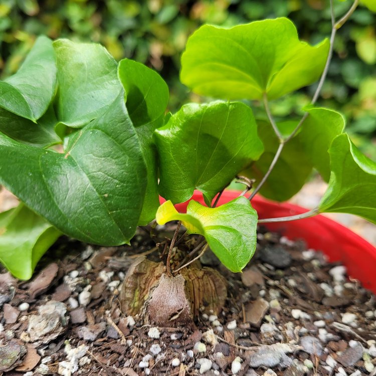 Dioscorea Elephantipes- Elephants Foot – Succulents World
