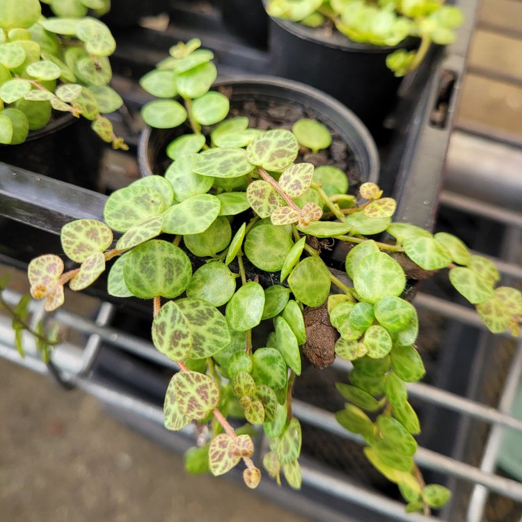 Peperomia Prostrata 'String of Turtles – Succulents World