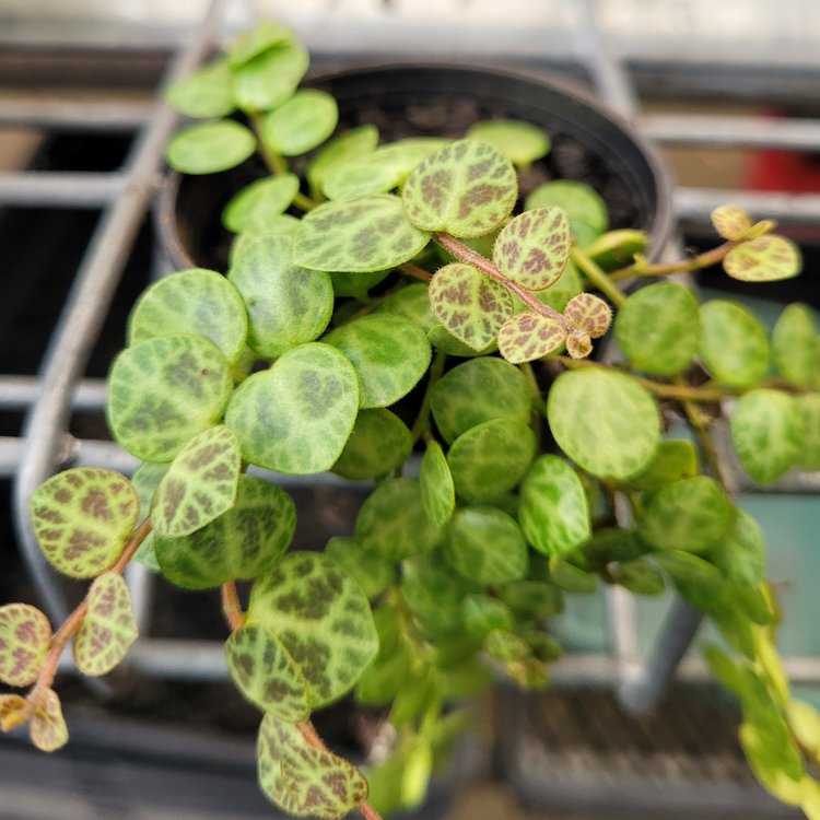 Peperomia Prostrata 'String of Turtles – Succulents World