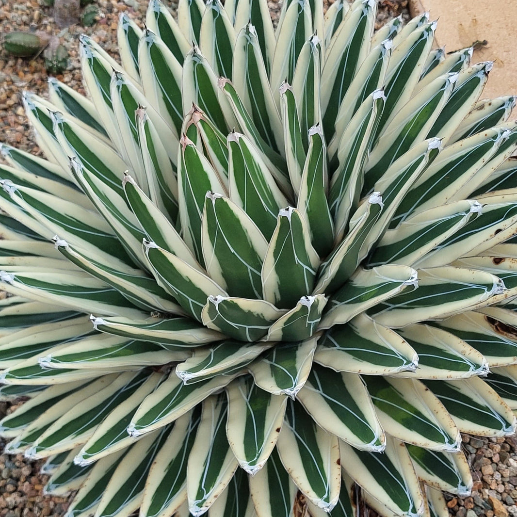 Agave – Succulents World