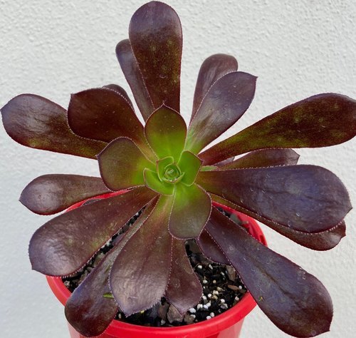 Aeonium 'Atropurpureum' (Purple Aeonium) – Succulents World