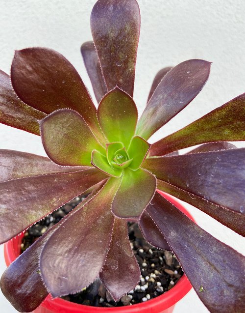 Aeonium 'Atropurpureum' (Purple Aeonium) – Succulents World