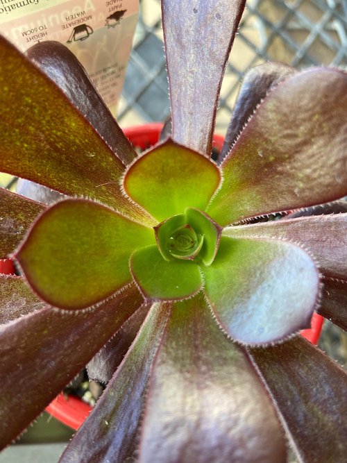 Aeonium 'Atropurpureum' (Purple Aeonium) – Succulents World