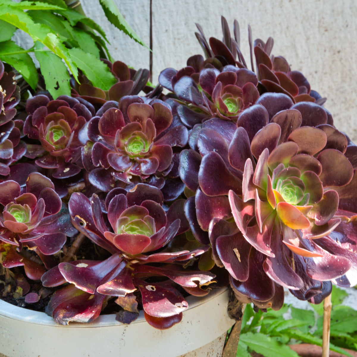 Aeonium 'Atropurpureum' (Purple Aeonium) – Succulents World