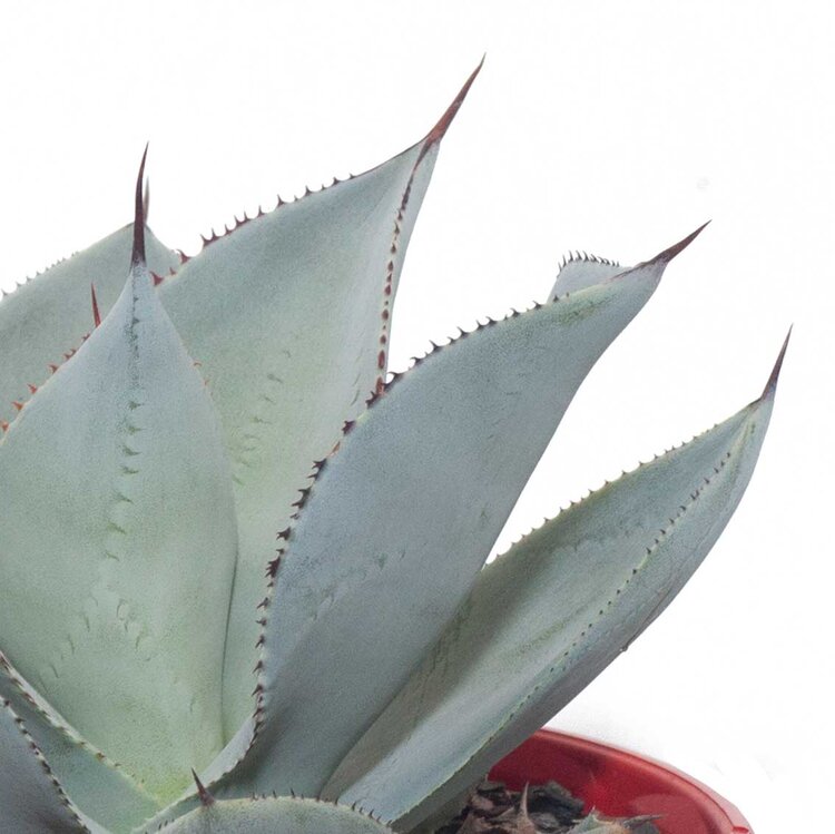 Agave Dragon Toes - Fine tooth form – Succulents World