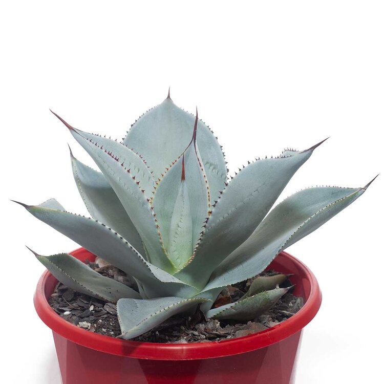 Agave Dragon Toes - Fine tooth form – Succulents World