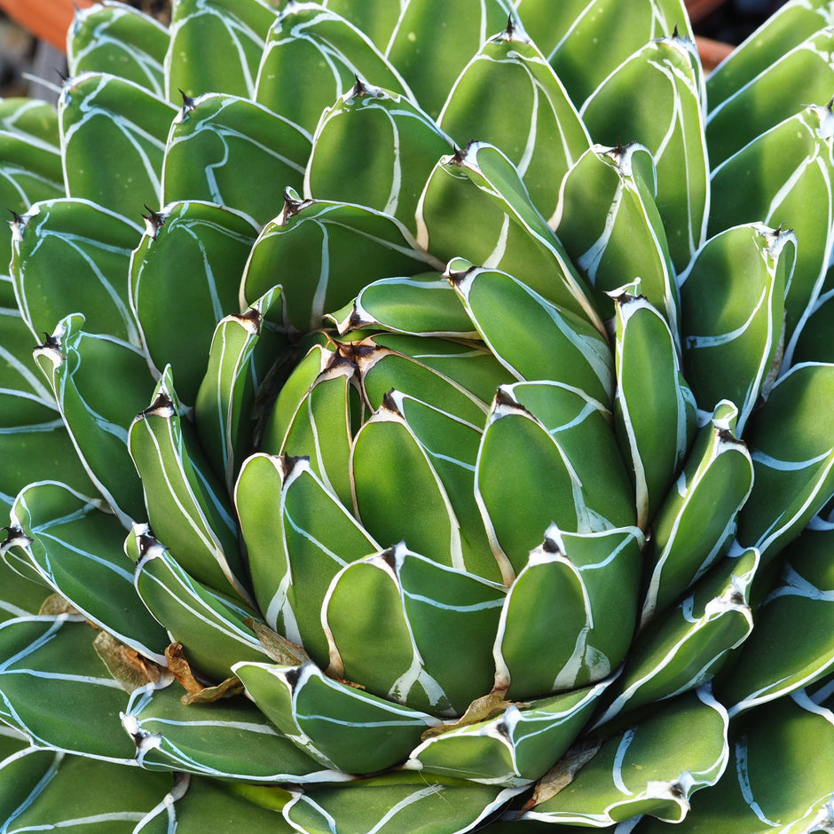 Agave – Succulents World