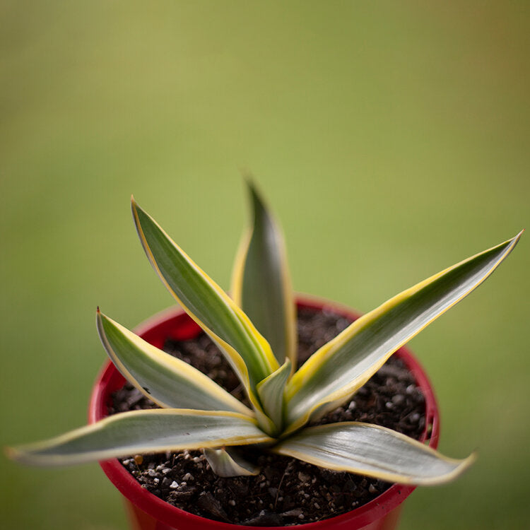 Agave Galactic Traveller – Succulents World