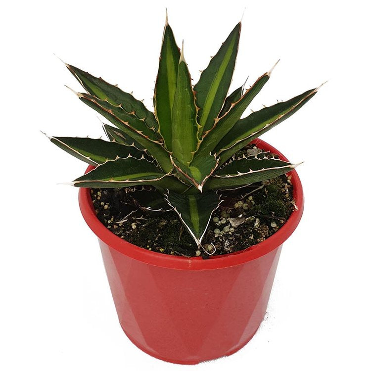 Agave Splendida – Succulents World