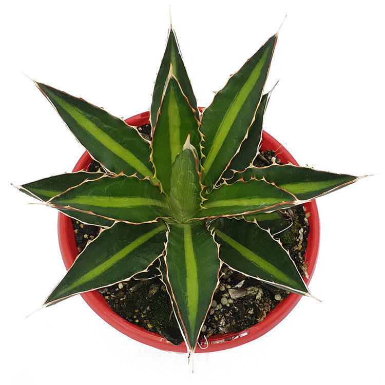Agave Splendida – Succulents World