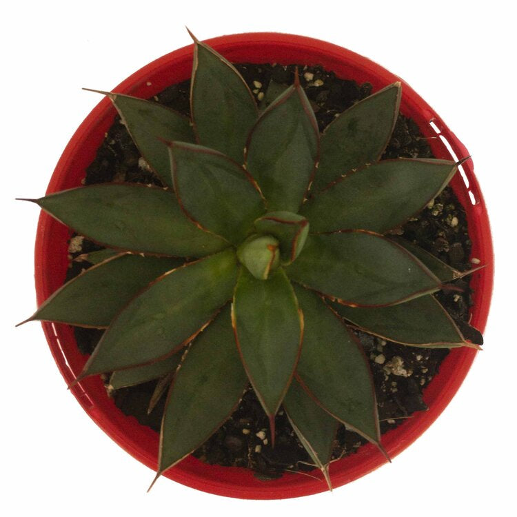 Agave Burnt Burgundy – Succulents World