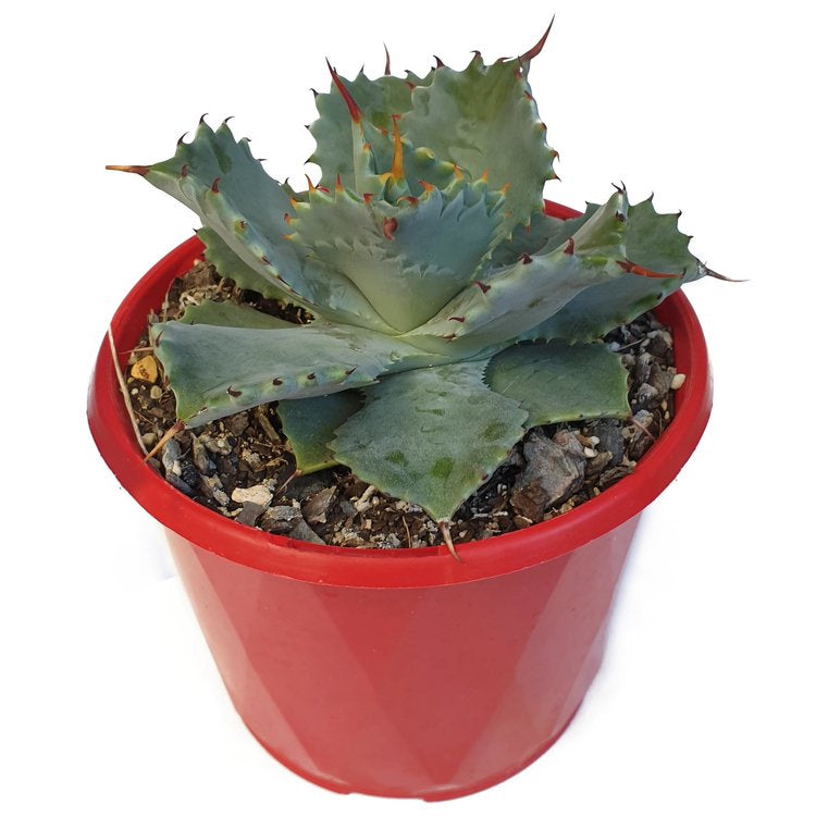 Agave Isthmensis Dwarf Butterfly Agave – Succulents World