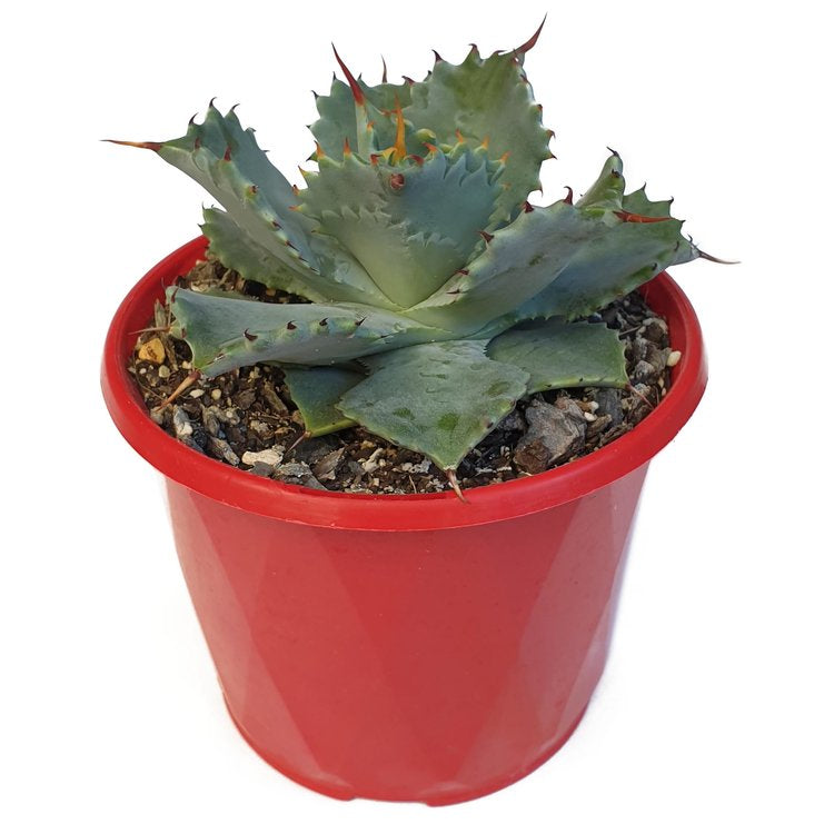 Agave Isthmensis Dwarf Butterfly Agave – Succulents World