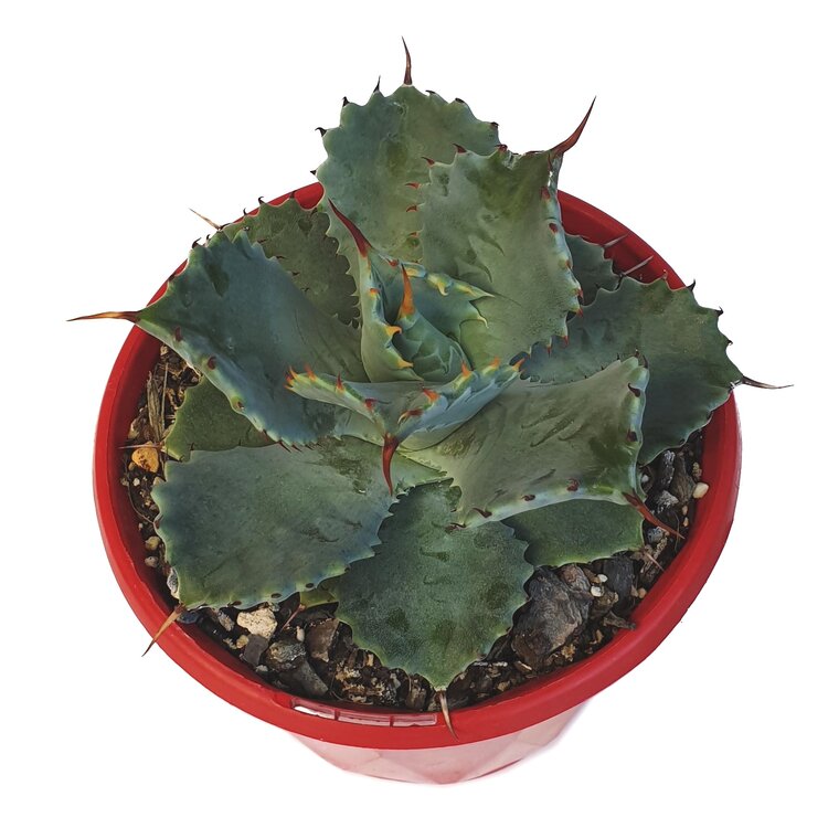 Agave Isthmensis Dwarf Butterfly Agave – Succulents World