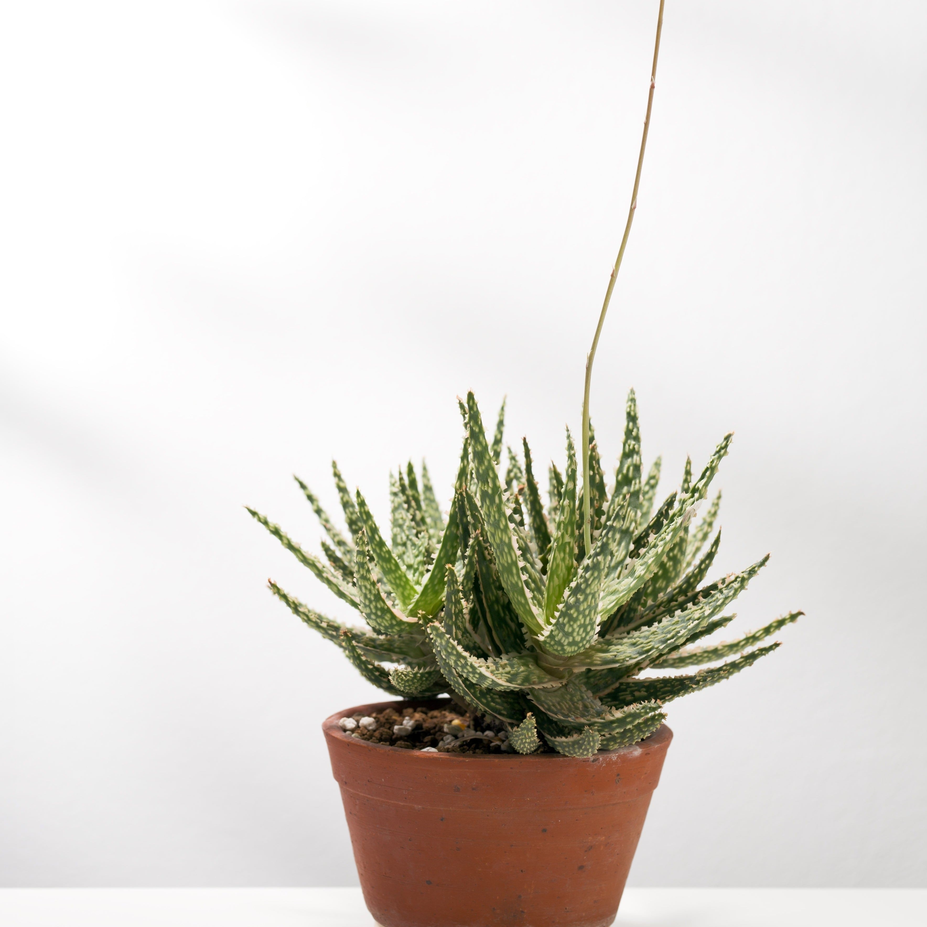 Aloe Hybrid Christmas Carol – Succulents World
