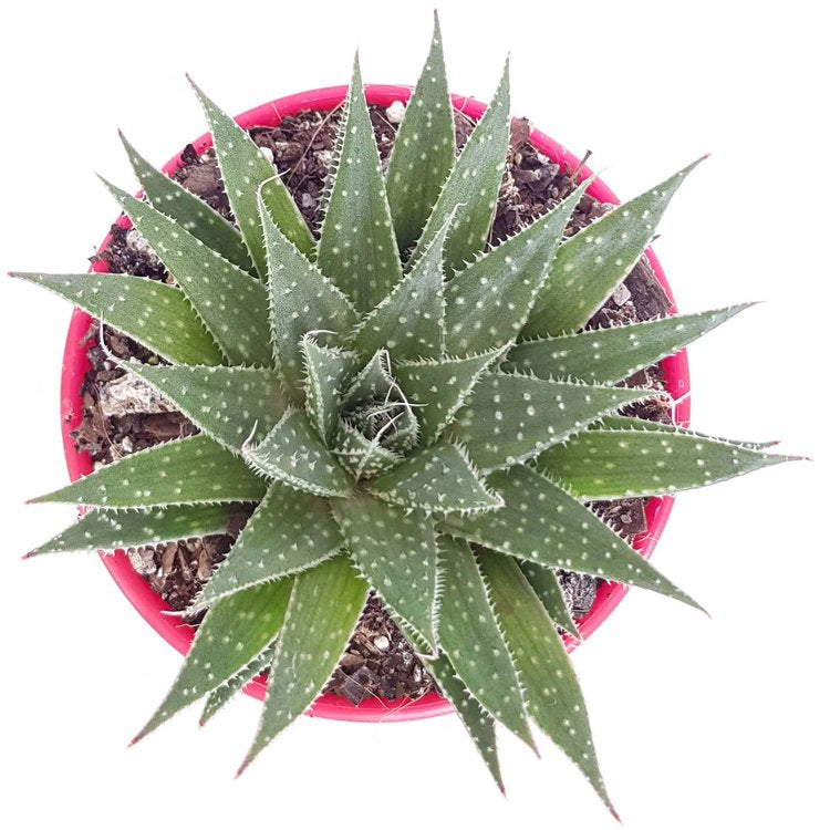 Aloe Hybrid Aristata- Lace Aloe – Succulents World