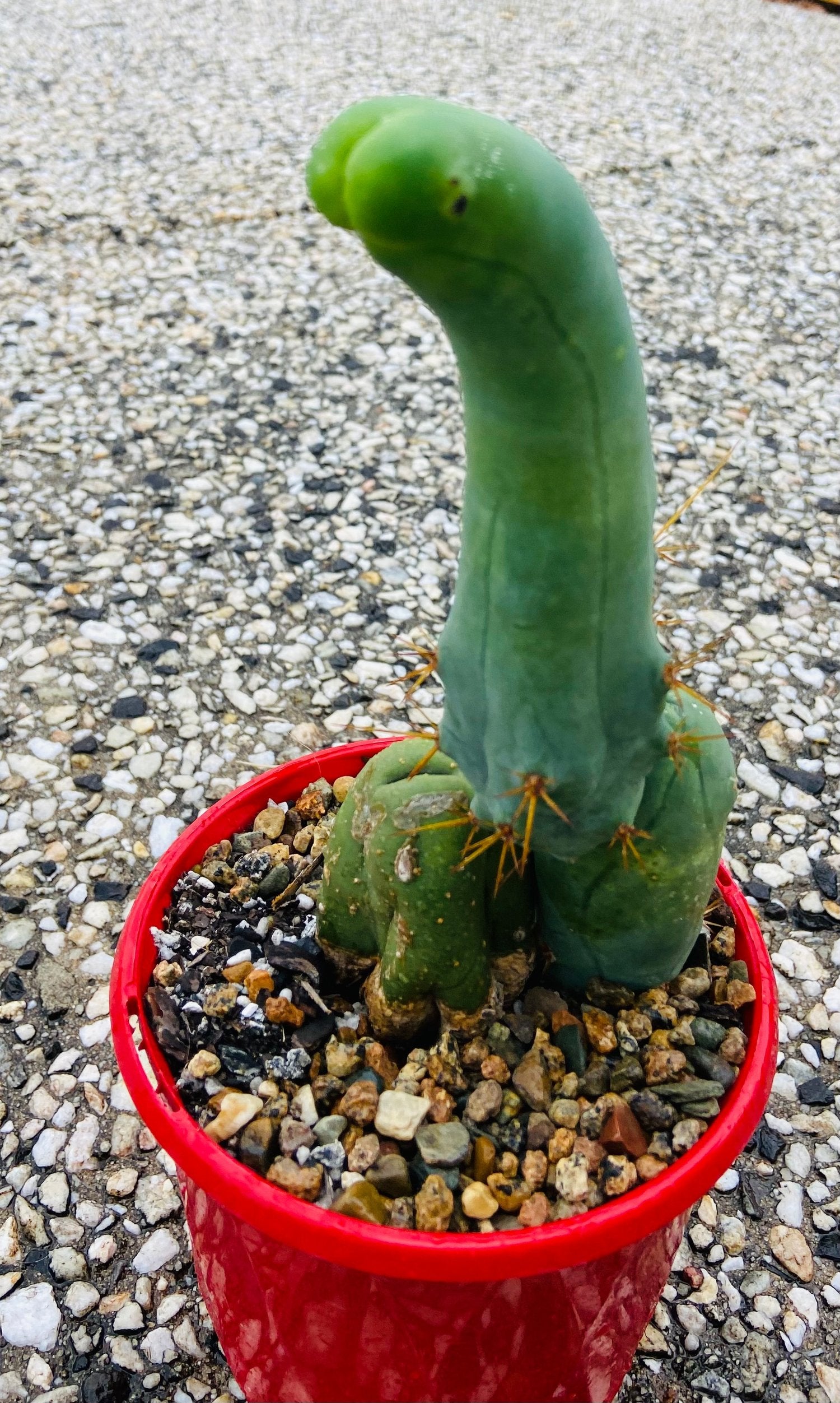 Cacti Bridgesii Monstrose Penis Cactus Succulents World