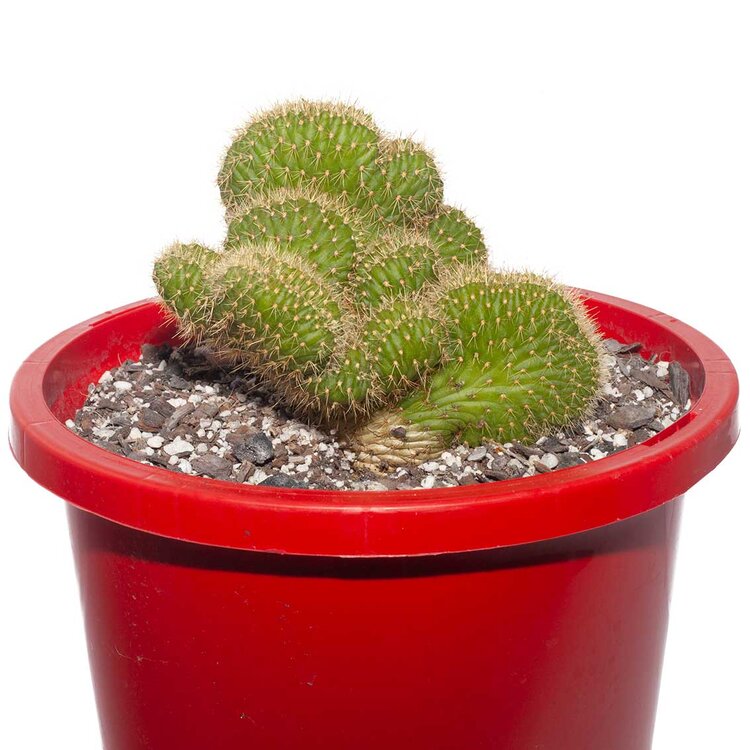 Cacti - Cleistocactus Samaipatanus f. Cristatus – Succulents World
