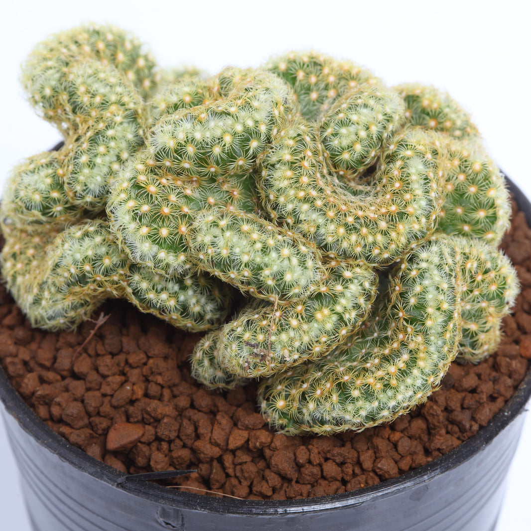 Cacti – tagged "Mammillaria Brain" – Succulents World