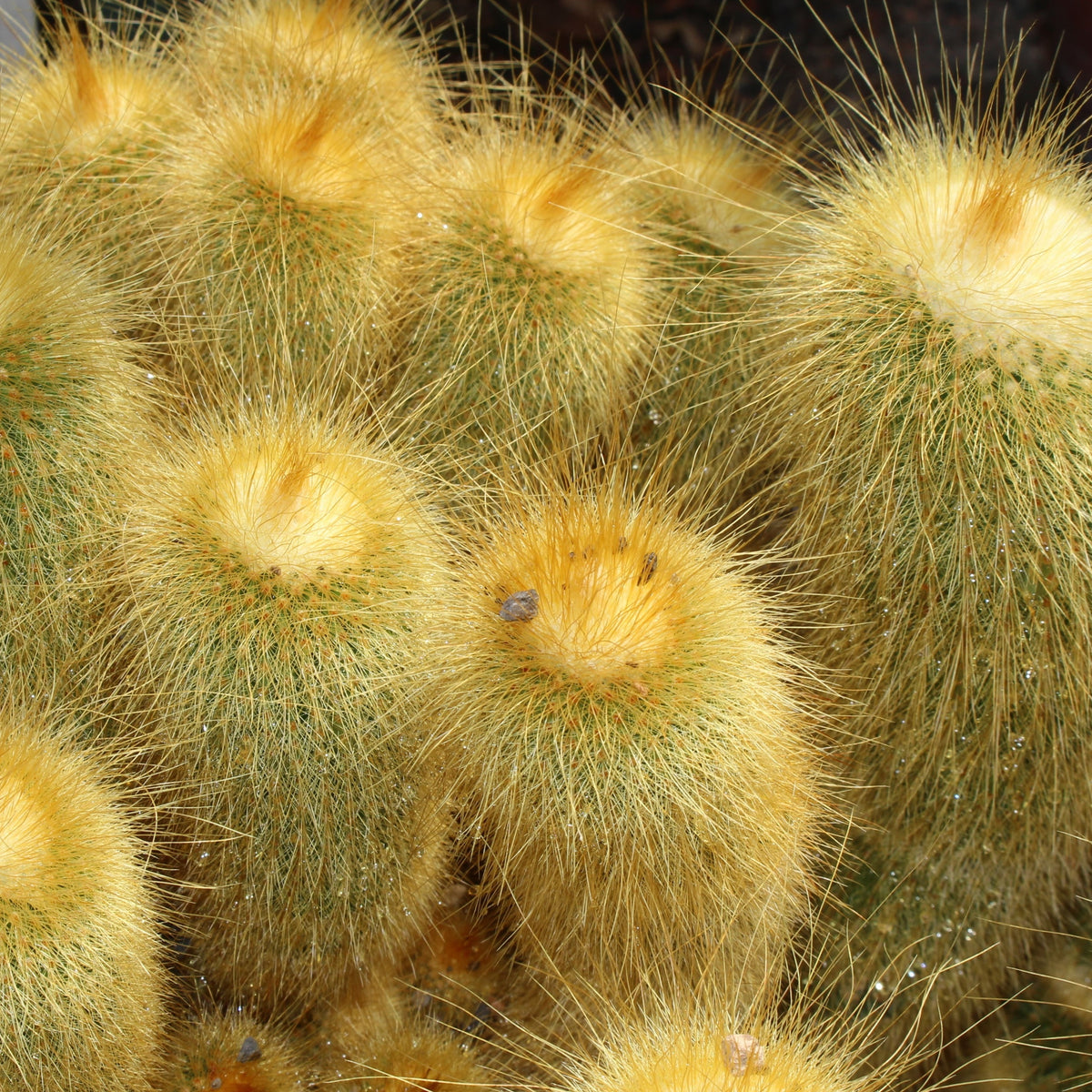 Cacti- Parodia 'Golden Ball Cactus' – Succulents World