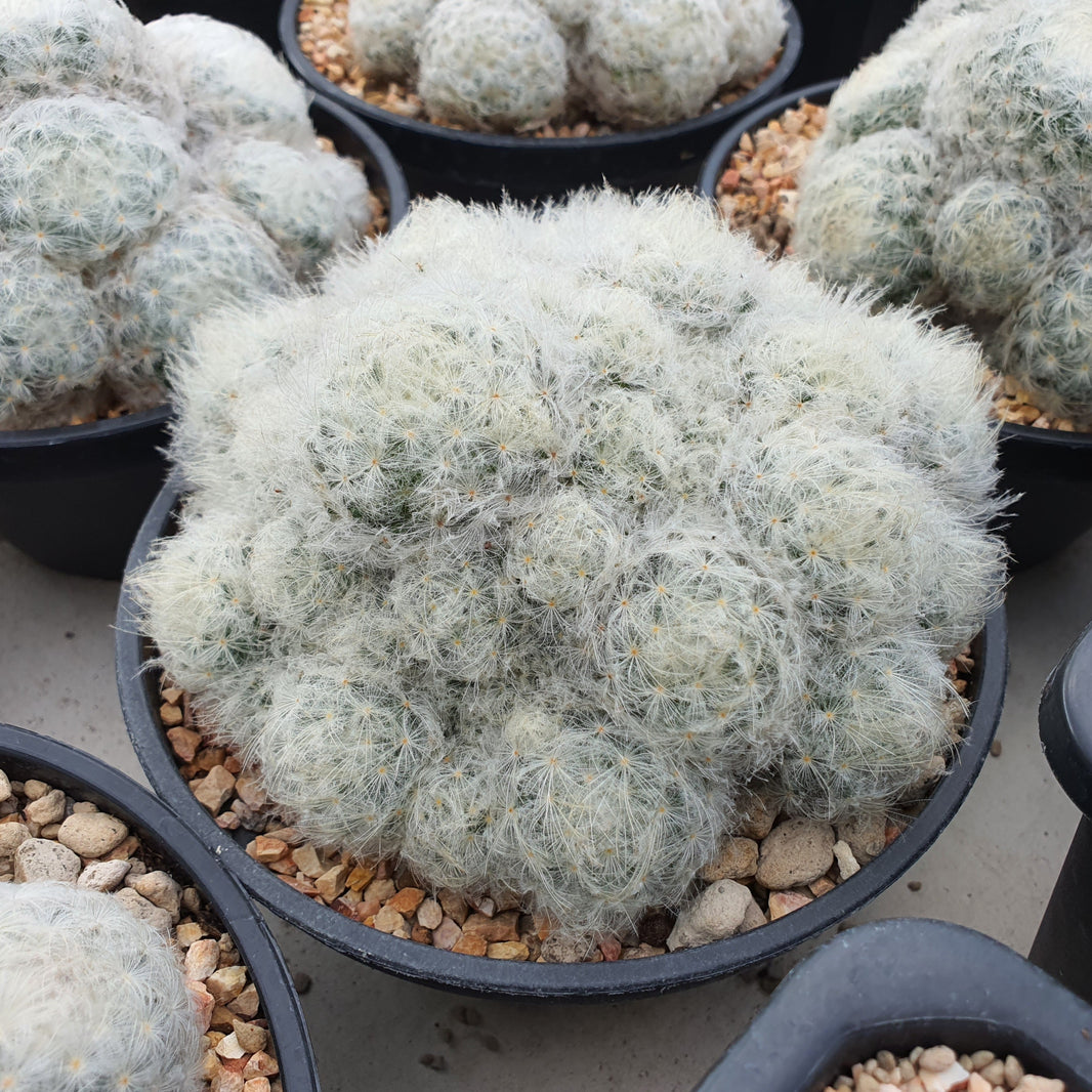 Cacti – tagged "Cacti - The Feather Cactus - Mammillaria plumosa ...