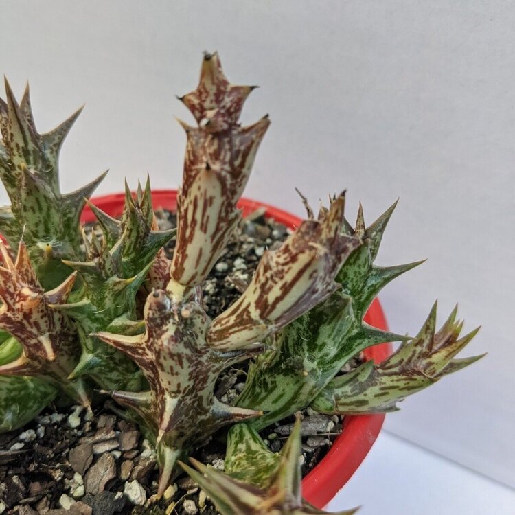 Caraluma Hesperidum – Succulents World