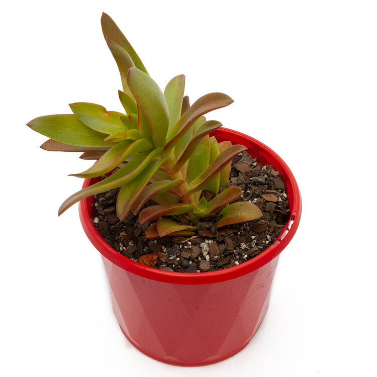 Crassula Capitella Campfire – Succulents World