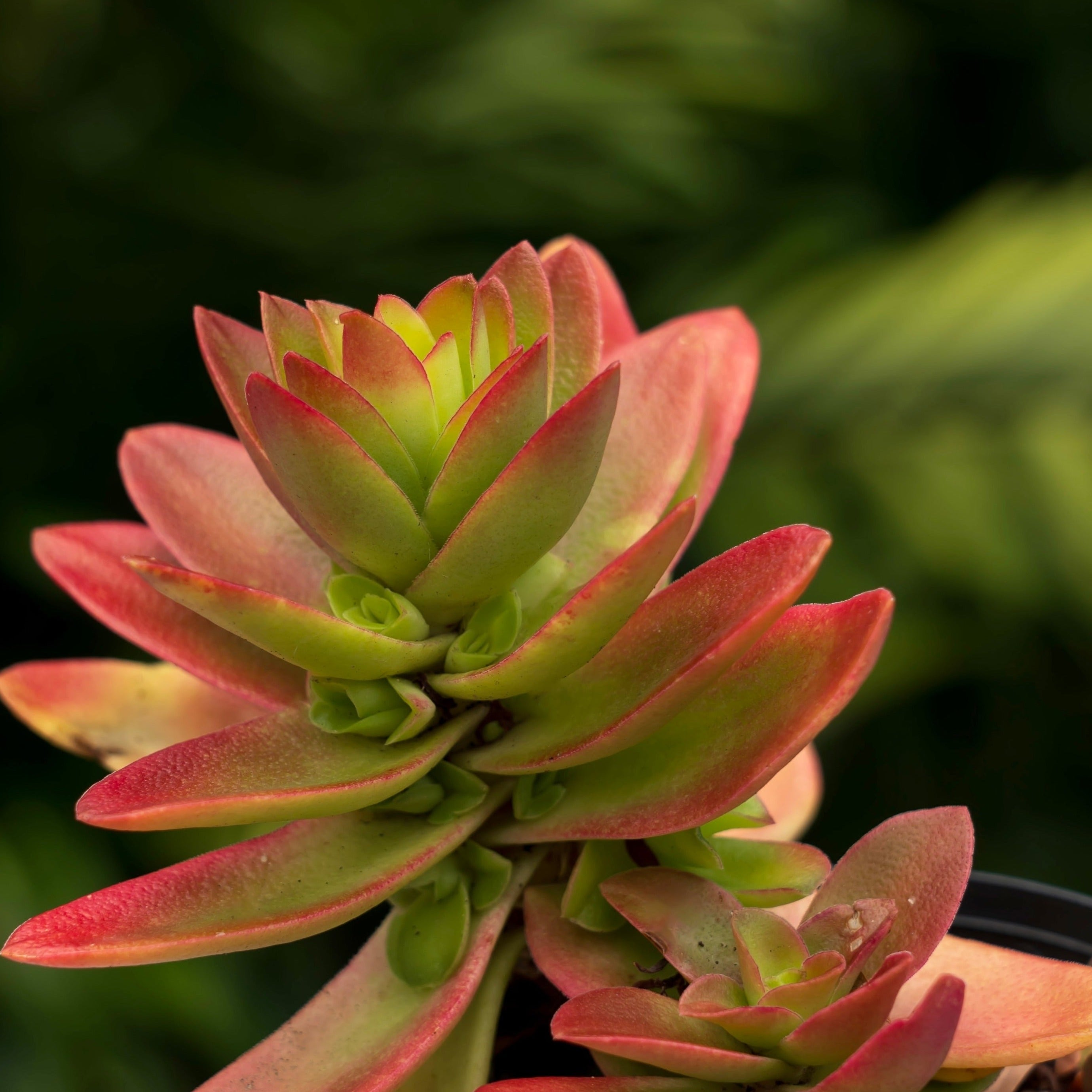 Crassula Capitella Campfire – Succulents World