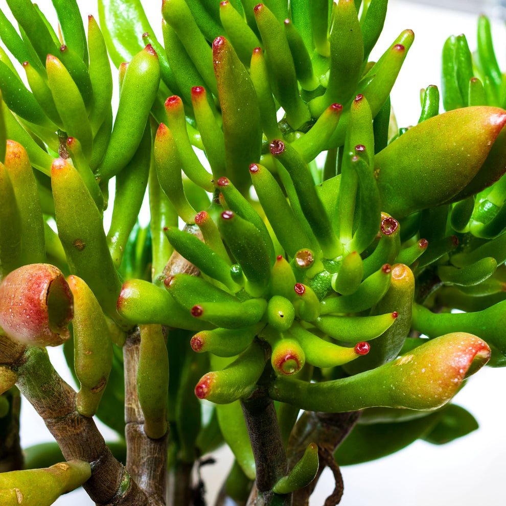 Crassula Ovata ‘Gollum’ – Lucky Jade Plant for Home & Garden ...