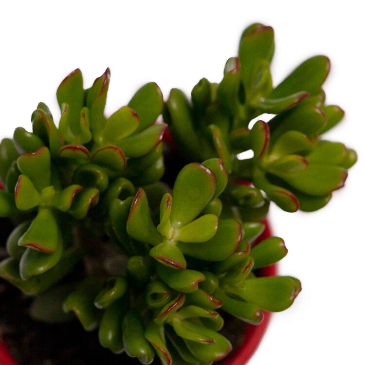Crassula Ovata Hobbit – Succulents World