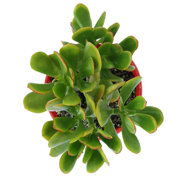 Crassula Hummel's Sunset - Dwarf Form – Succulents World