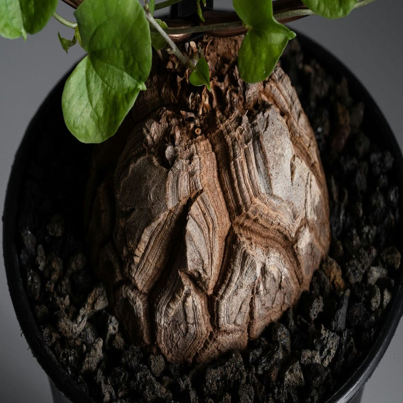 Dioscorea elephantipes – Elephant’s Foot | Rare Caudiciform Succulent ...