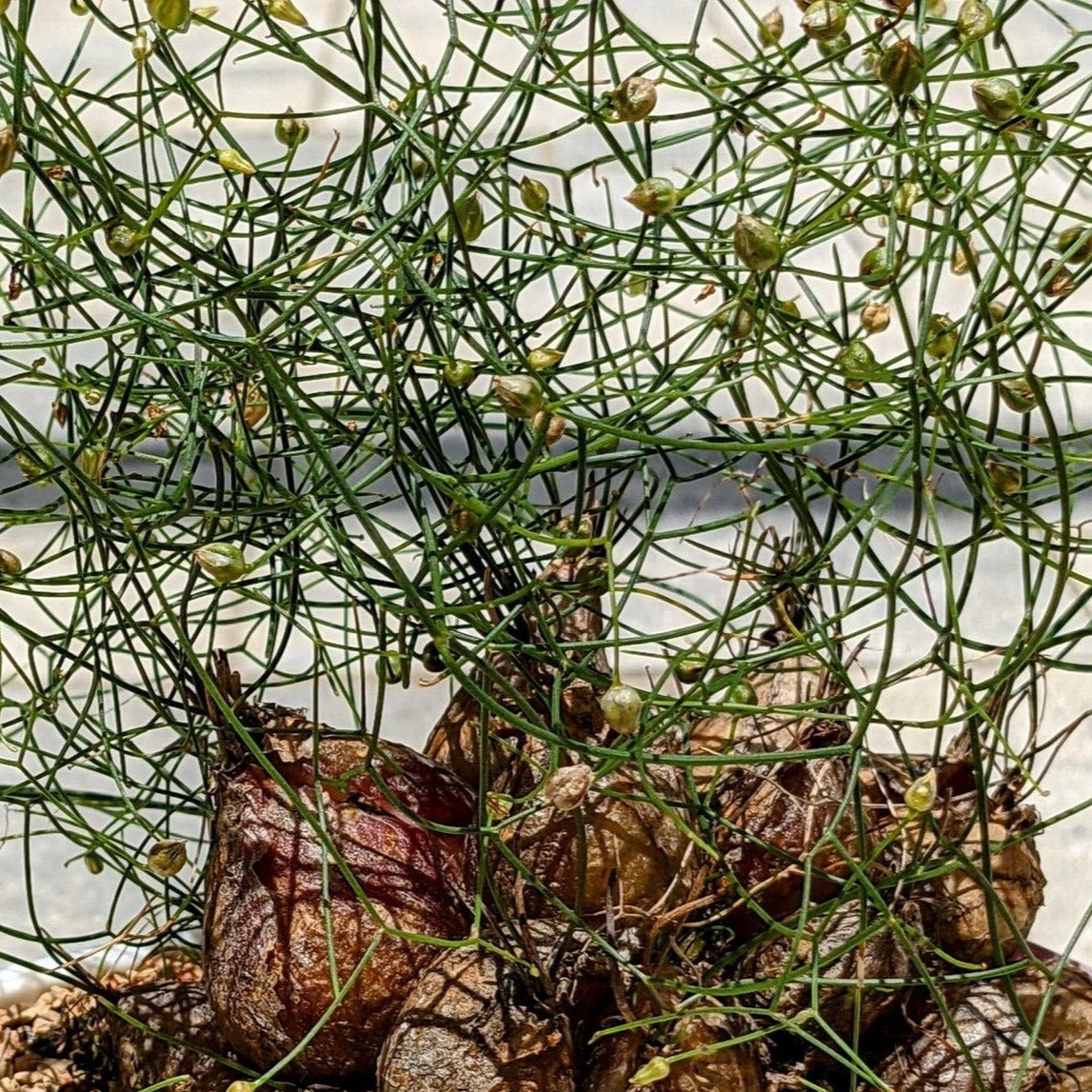 Drimia intricata – Rare Bulbous Succulent | Buy Online Australia ...
