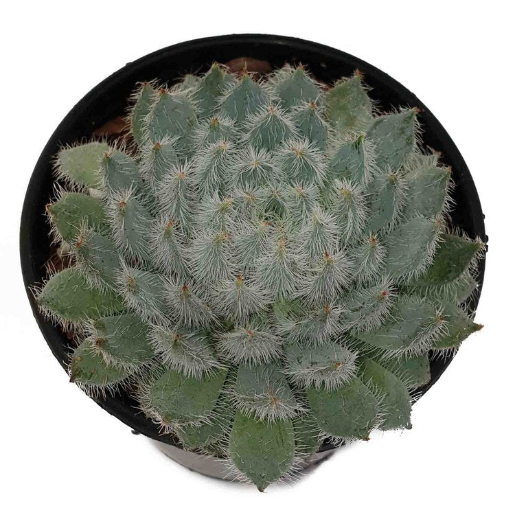 Echeveria Setosa var. Deminuta – Succulents World