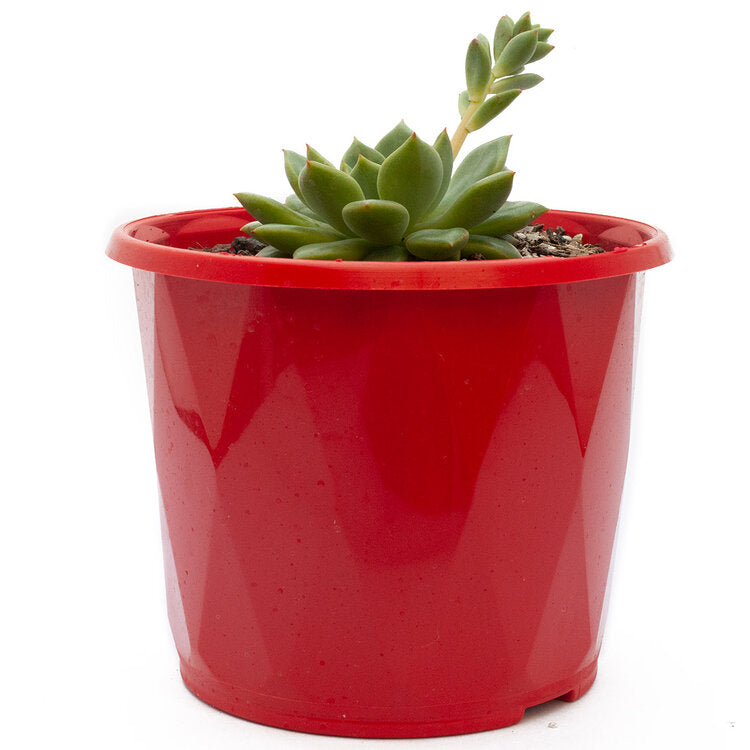 Echeveria Derena – Succulents World