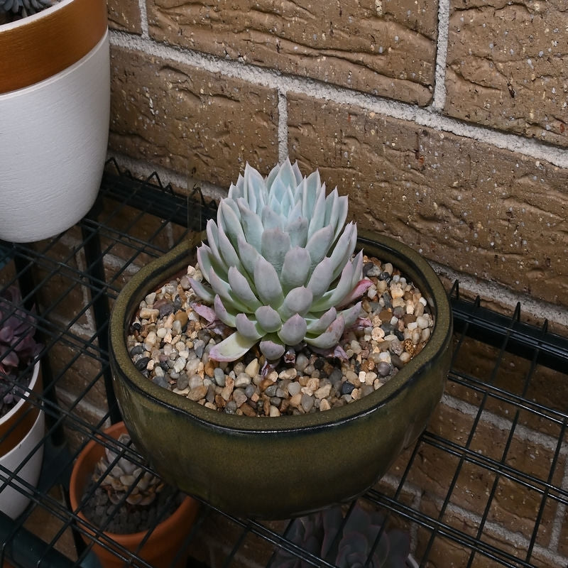 Echeveria Violet Queen – Succulents World