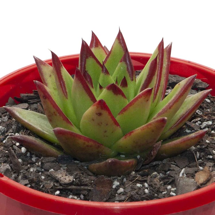 Echeveria Agavoides Lipstick – Succulents World