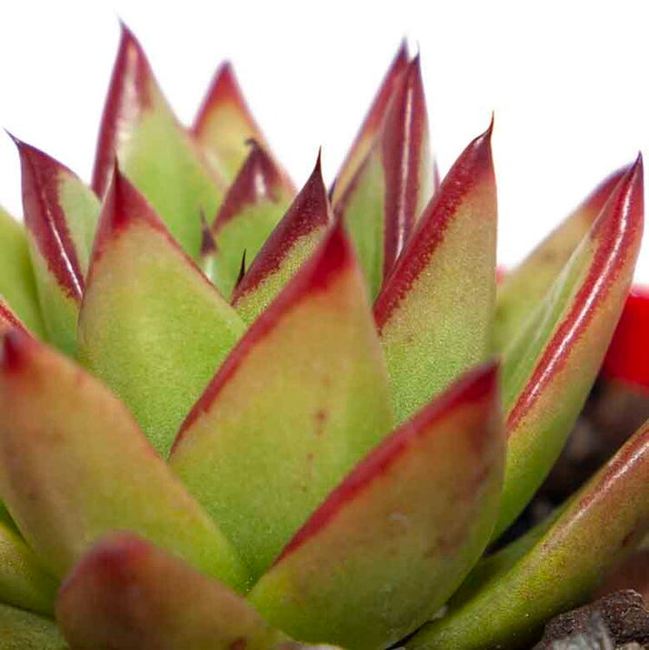 Echeveria Agavoides Lipstick – Succulents World