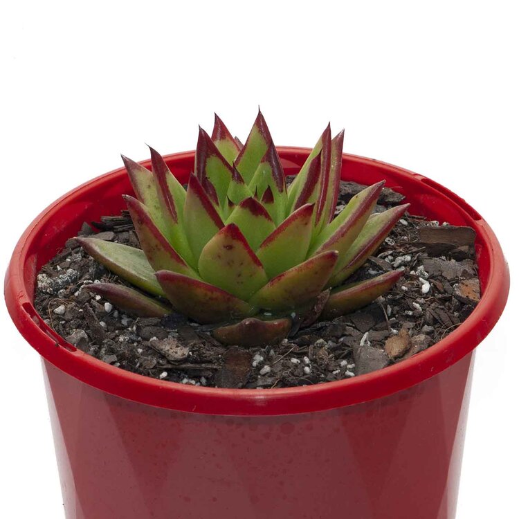 Echeveria Agavoides Lipstick – Succulents World